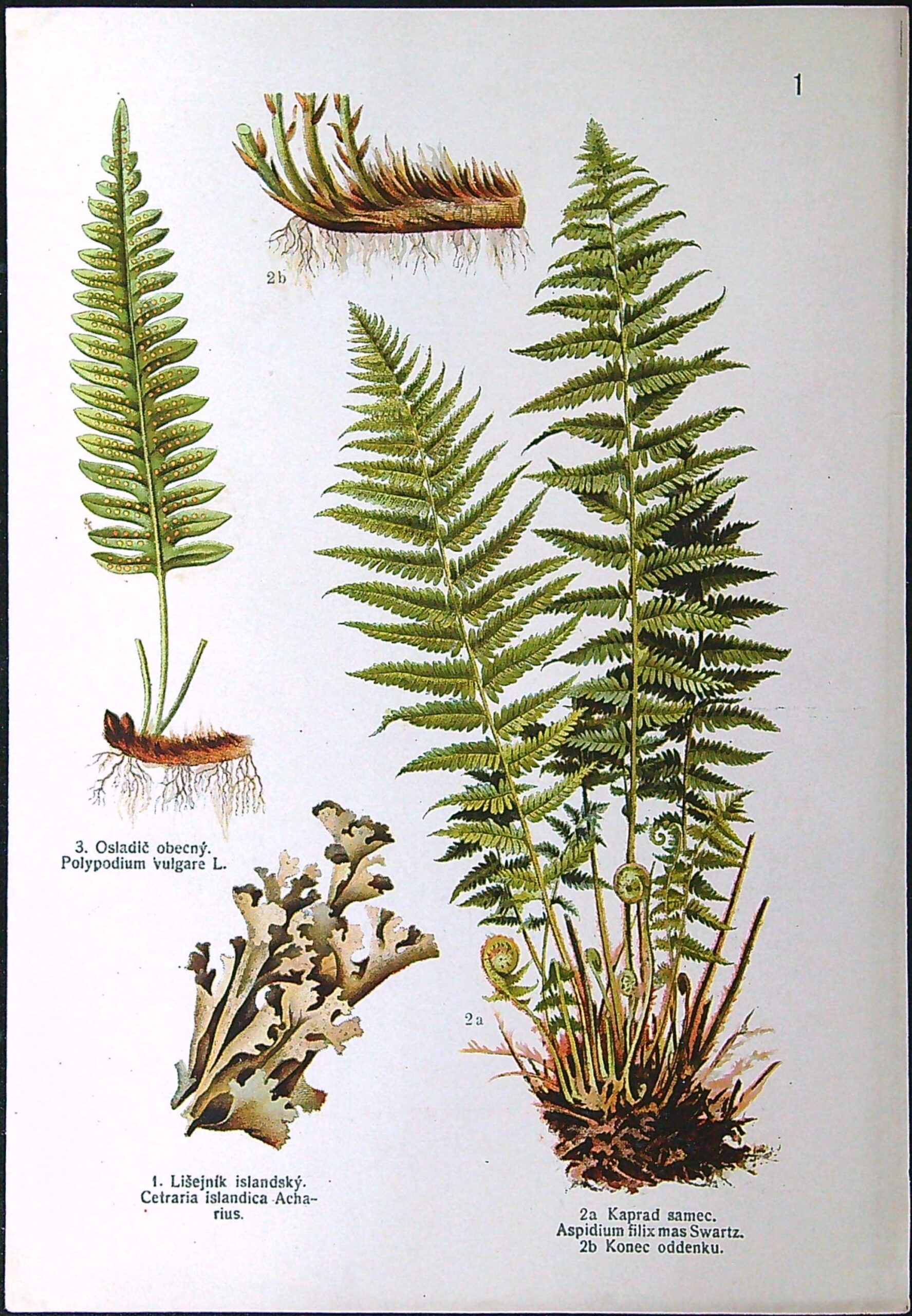 Barevná litografie – Osladič obecný, Lišejník islandský, Kaprad samec – Antikvariát – Sběratelství